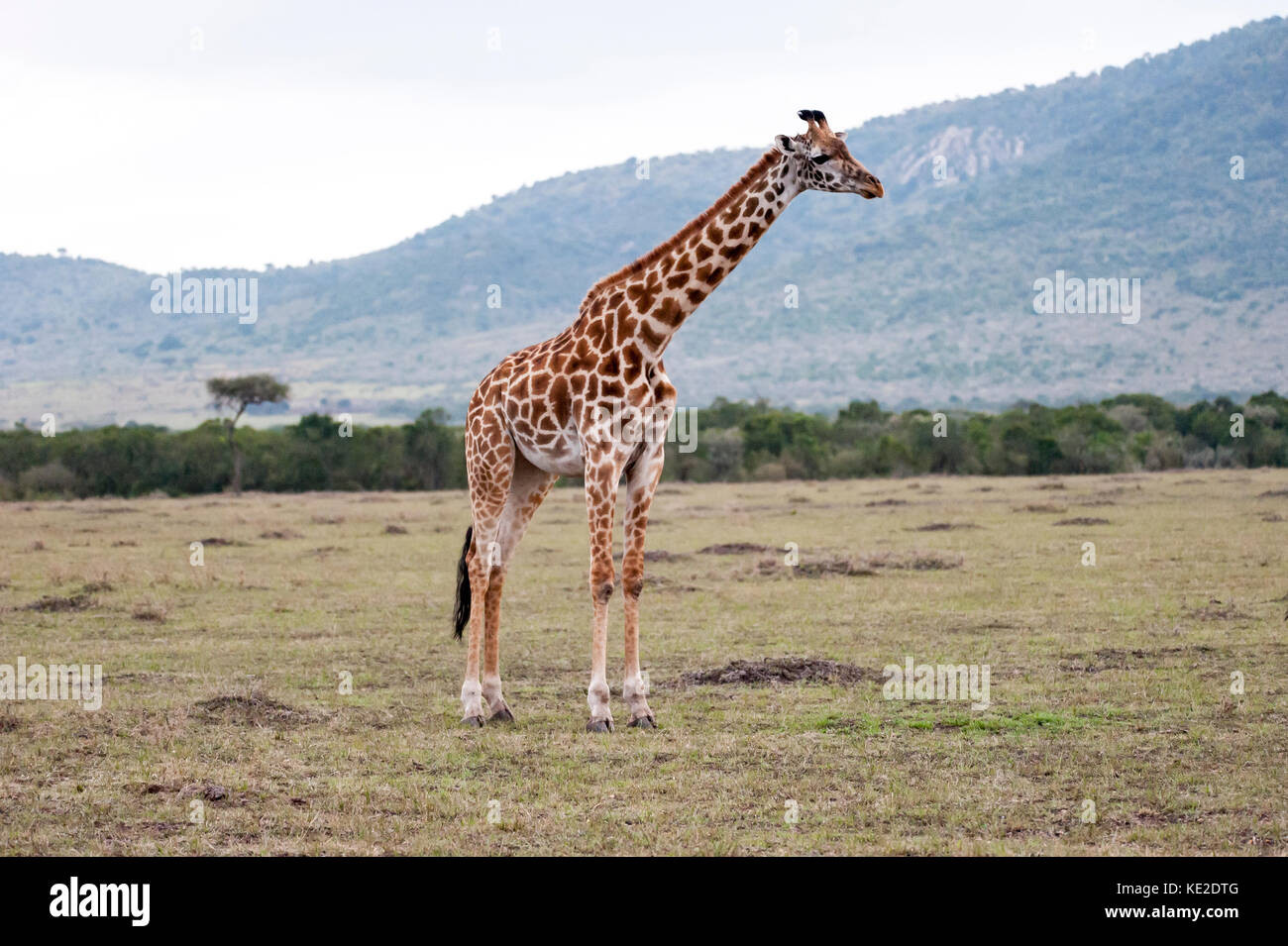 Giraffe in the Massai Mara Game reserve Stock Photo - Alamy