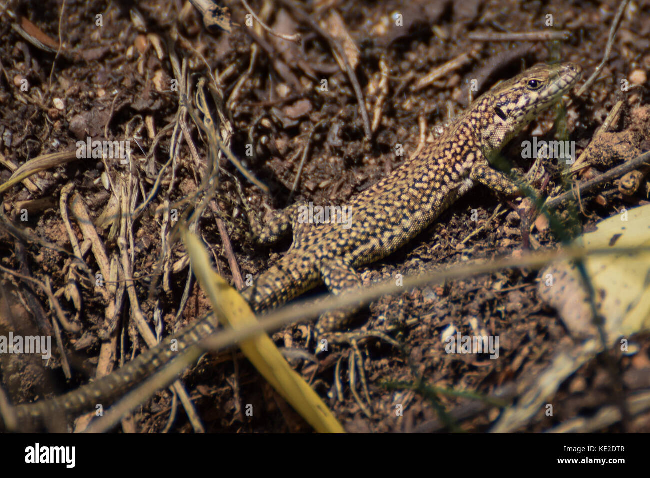Mural lizard reptile in barcelona, Spain Stock Photo - Alamy