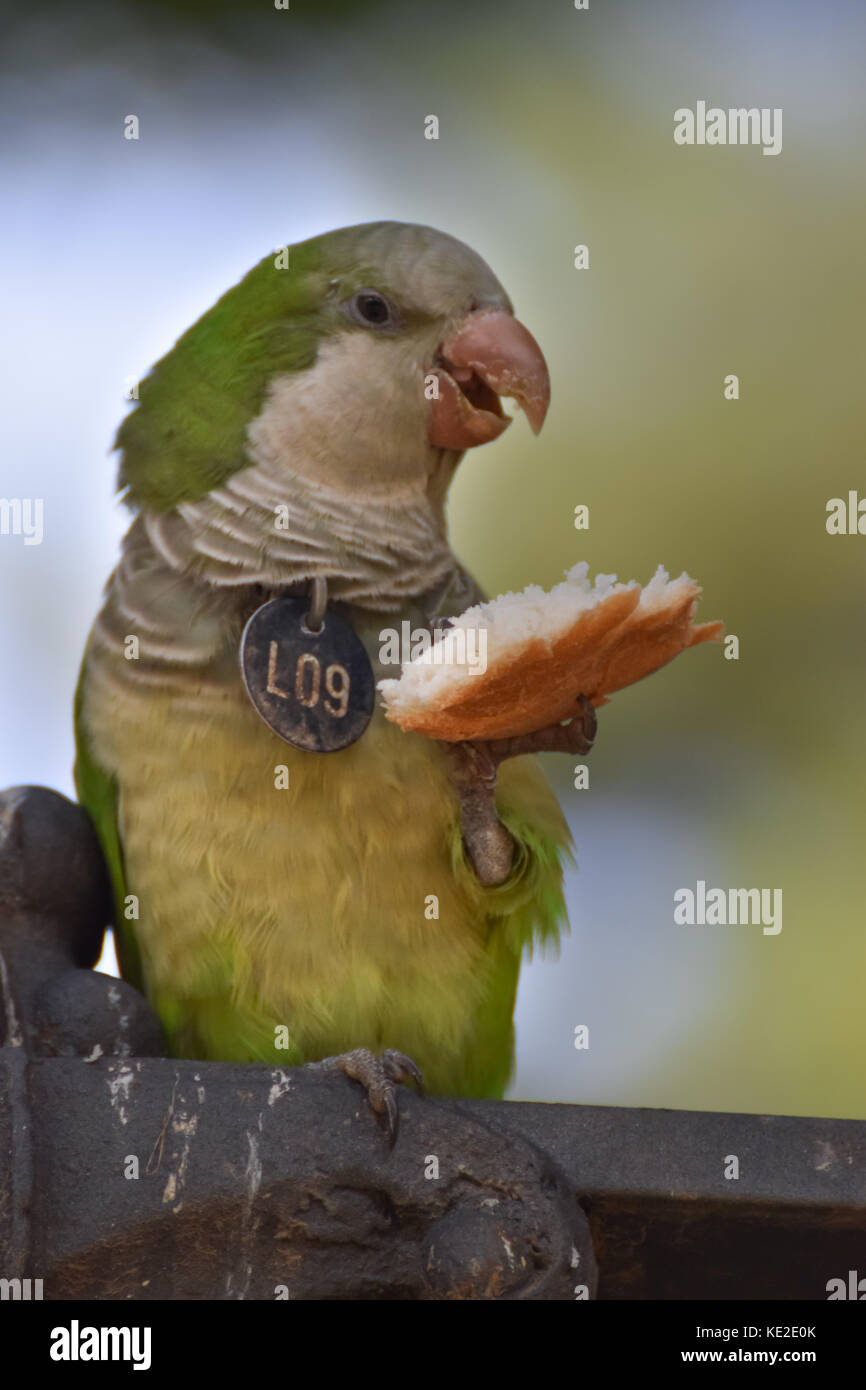 Monk parakeet bird eating bread in Barcelona, Spain Stock Photo - Alamy
