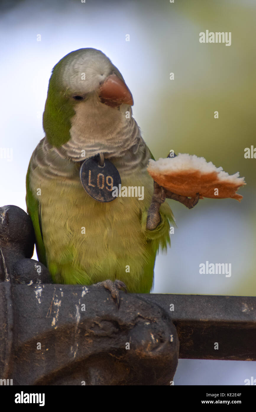 Monk parakeet bird eating bread in Barcelona, Spain Stock Photo - Alamy