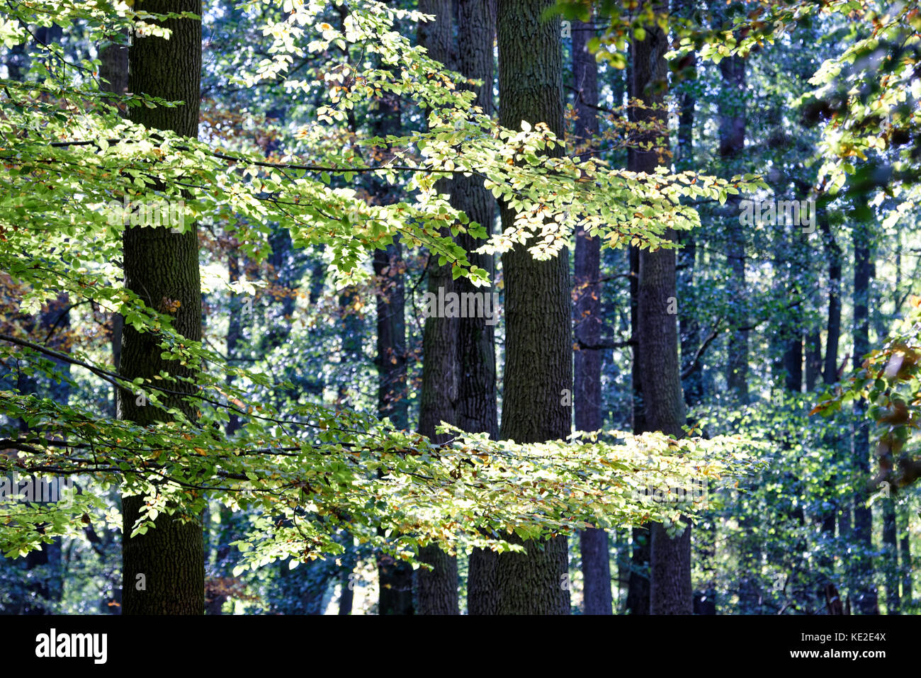 Autumn in Deister by Hanover ,Germany Stock Photo - Alamy