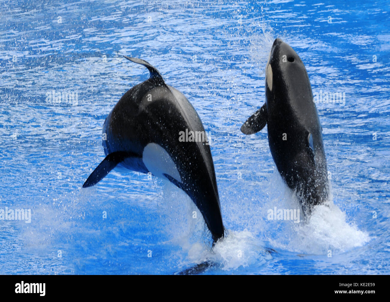 Two killer whales jumping out of blue sea Stock Photo - Alamy