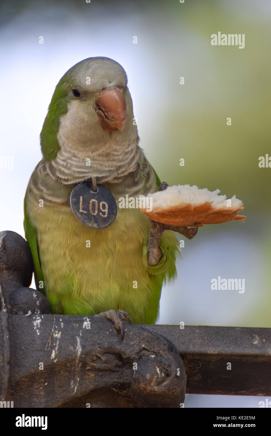 Monk parakeet bird eating bread in Barcelona, Spain Stock Photo - Alamy