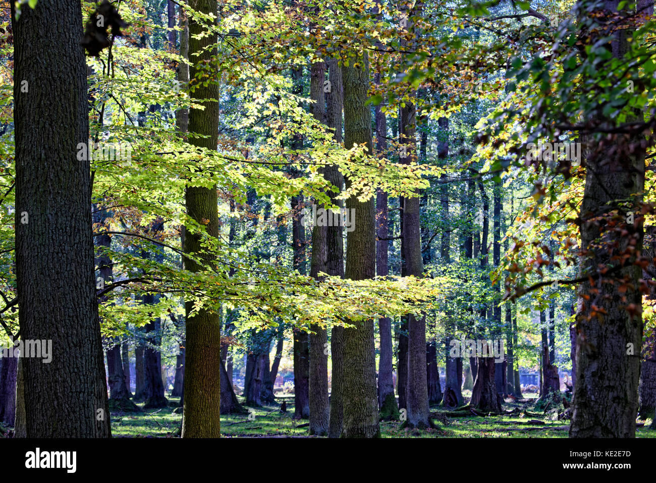Autumn in Deister by Hanover ,Germany Stock Photo - Alamy