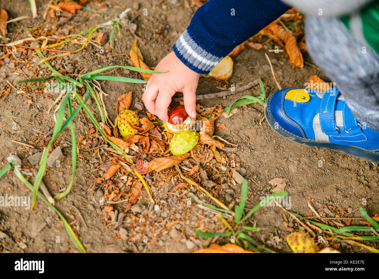 little boy play with chestnuts in autumn day outside Stock Photo - Alamy