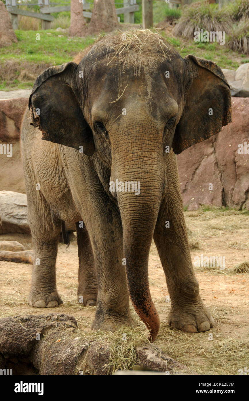 Front view of African elephant Stock Photo - Alamy