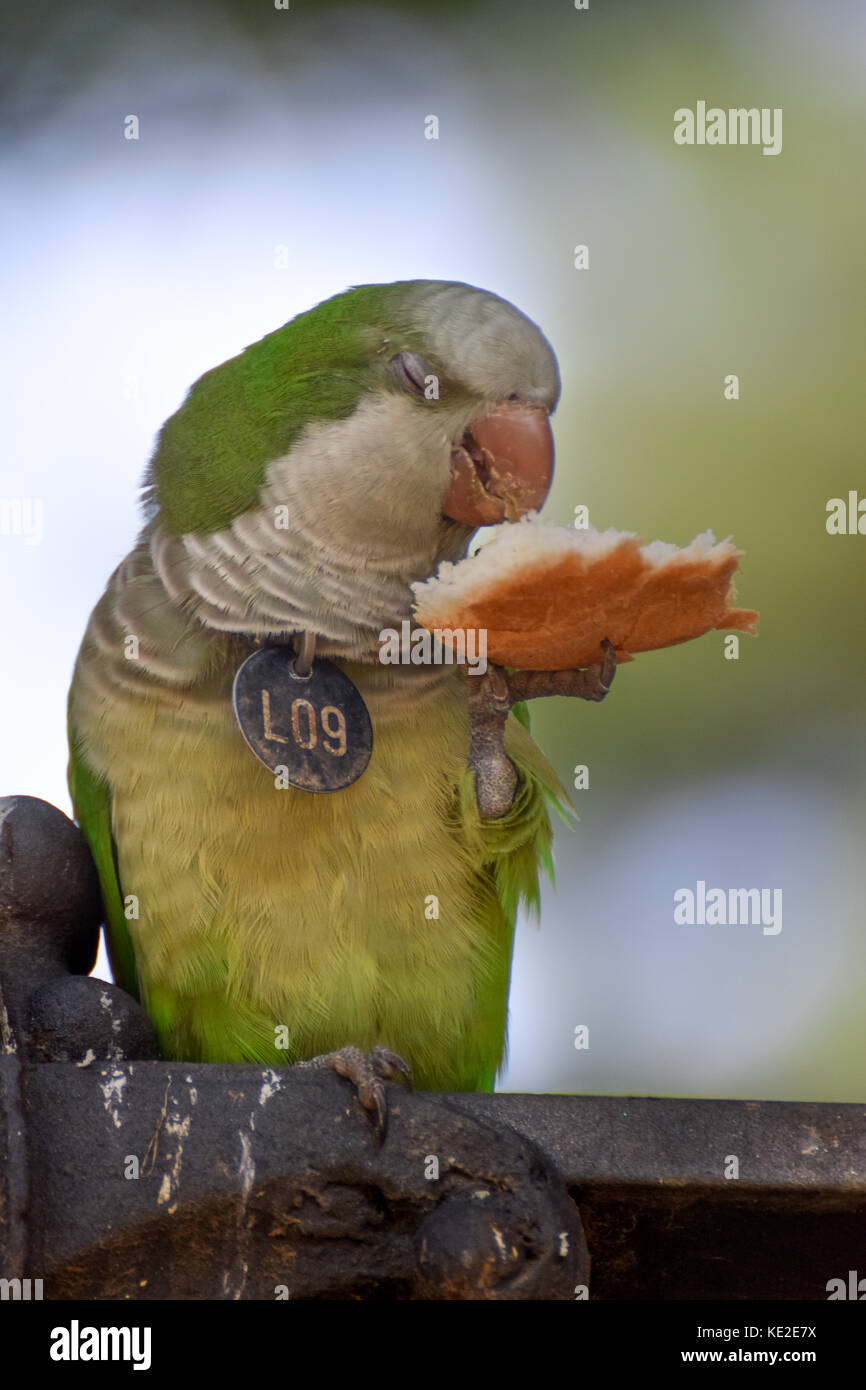 Monk parakeet bird eating bread in Barcelona, Spain Stock Photo - Alamy