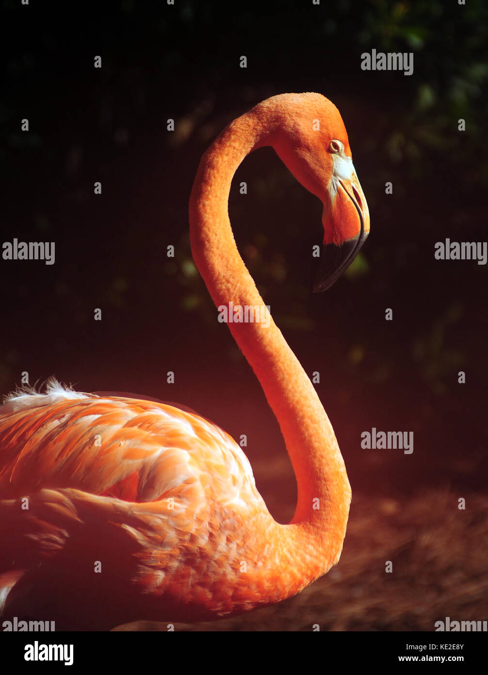 Wild flamingo in the Florida Everglades Stock Photo - Alamy