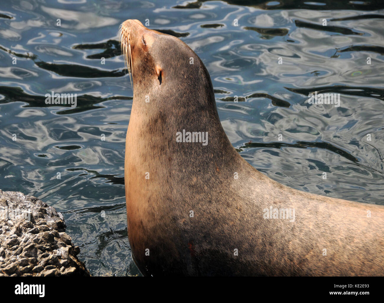 Lion in its habitat hi-res stock photography and images - Alamy