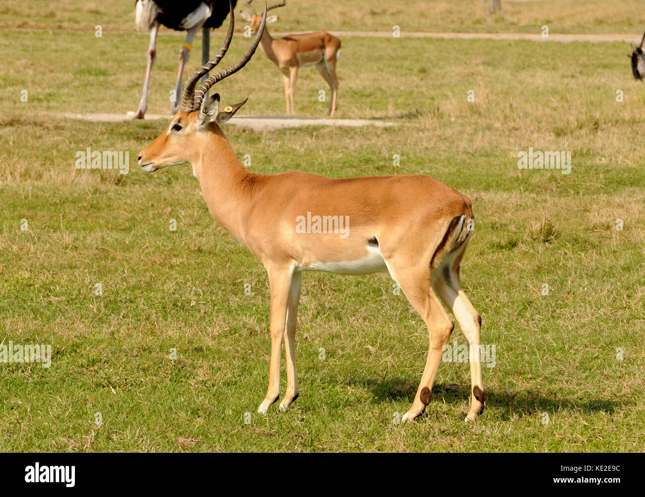 Wild gazelle in the African savanna Stock Photo - Alamy