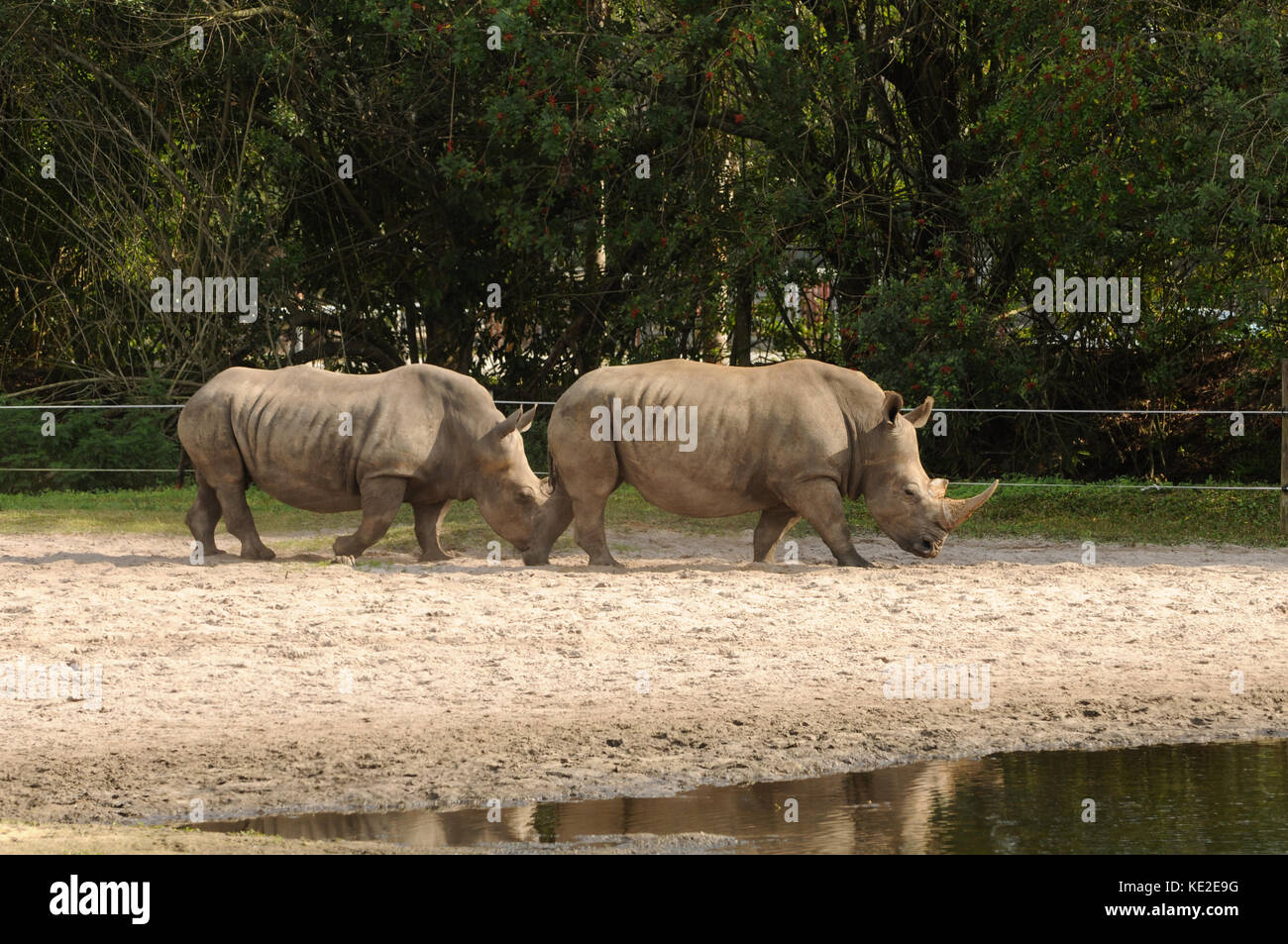 Two rhinos hi-res stock photography and images - Alamy