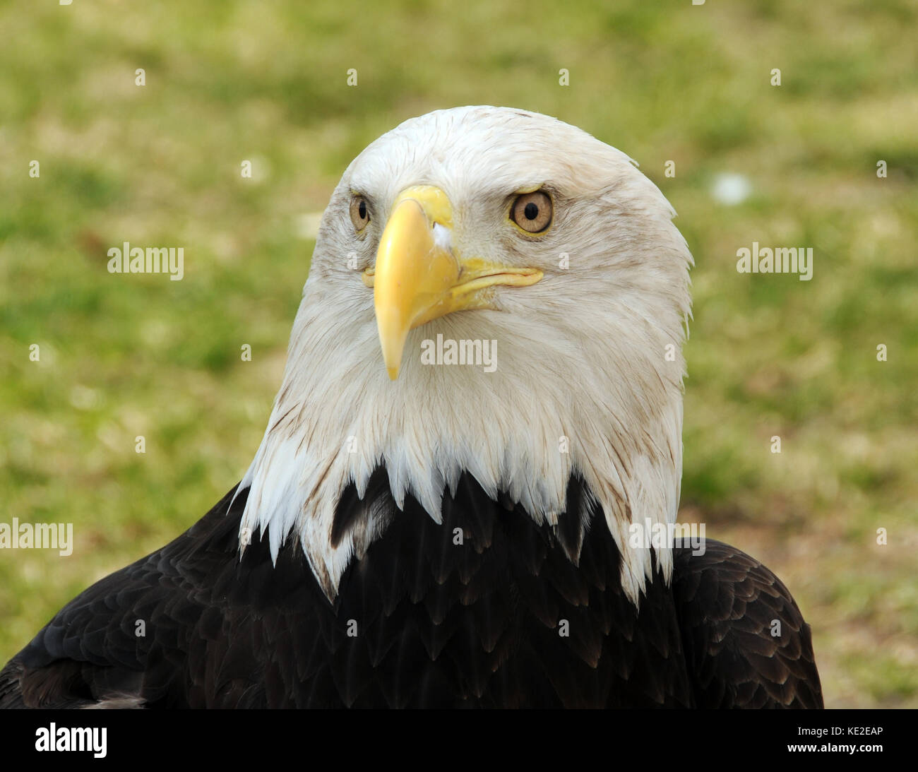 Bald eagle portrait and closeup view Stock Photo - Alamy