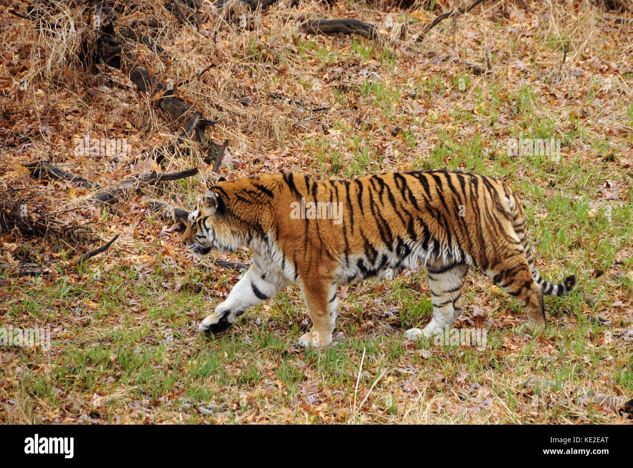 Asian tiger in natural habitat Stock Photo - Alamy