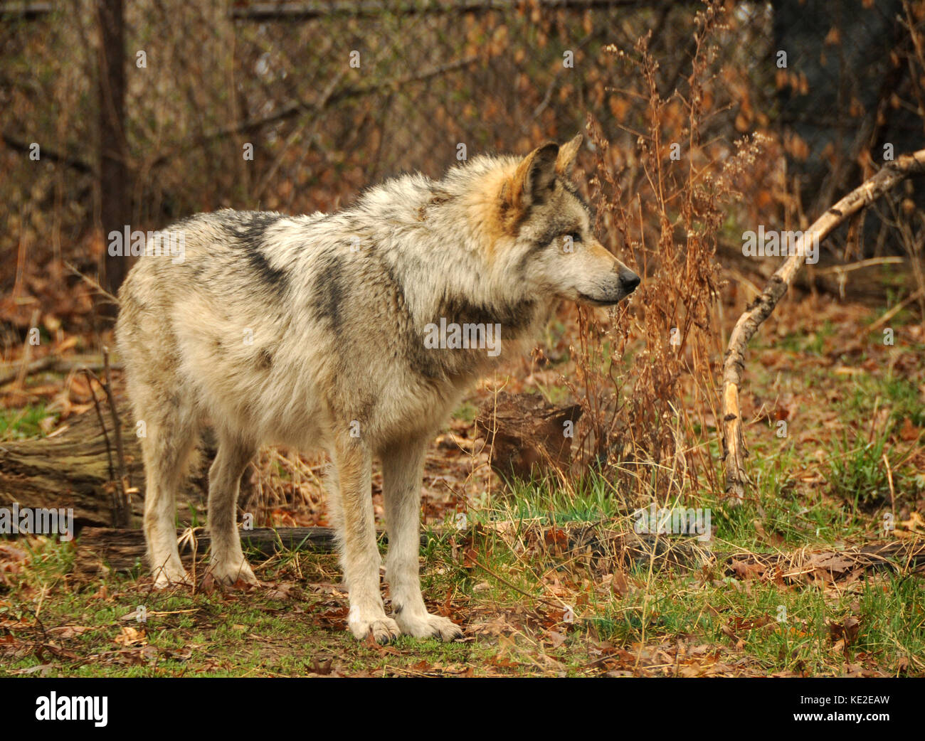 Gray wolf in its natural environment Stock Photo - Alamy