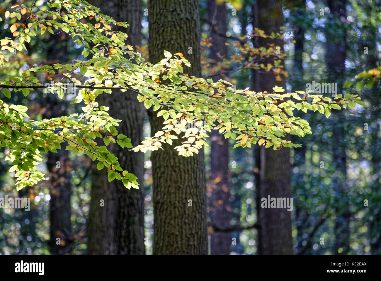 Autumn in Deister by Hanover ,Germany Stock Photo - Alamy