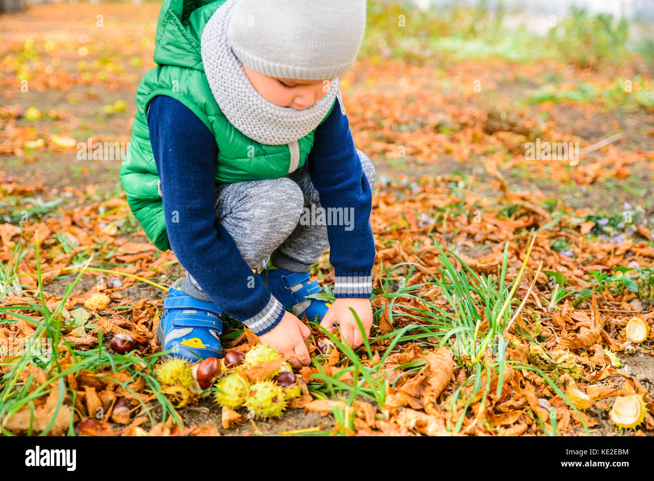 little boy play with chestnuts in autumn day outside Stock Photo - Alamy