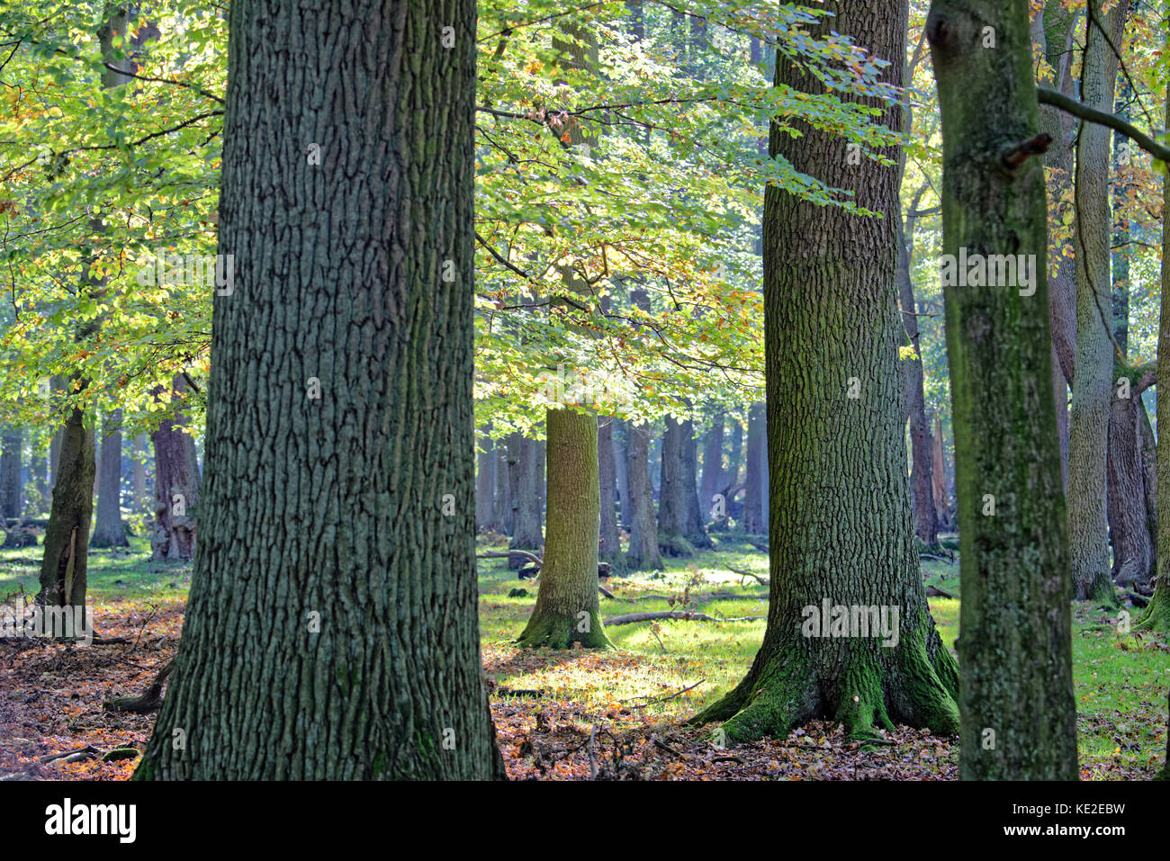 Autumn in Deister by Hanover ,Germany Stock Photo - Alamy