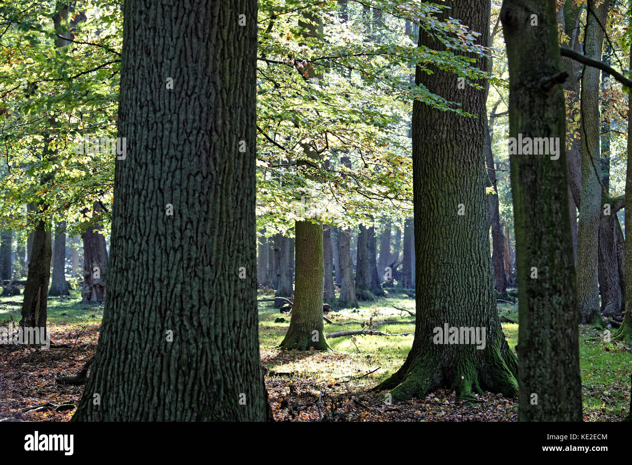 Autumn in Deister by Hanover ,Germany Stock Photo - Alamy