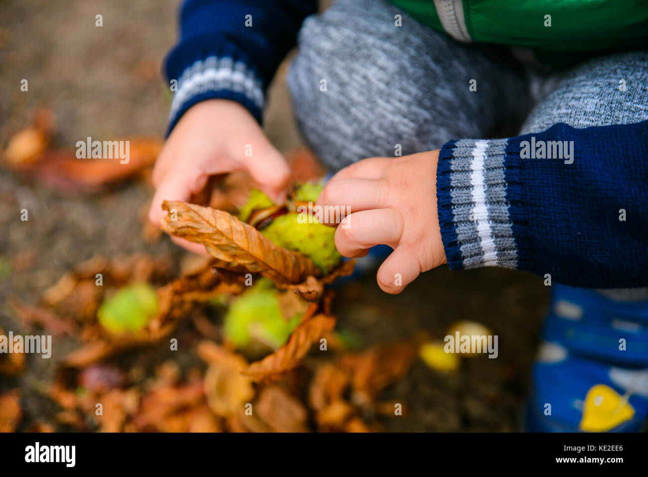 little boy play with chestnuts in autumn day outside Stock Photo - Alamy