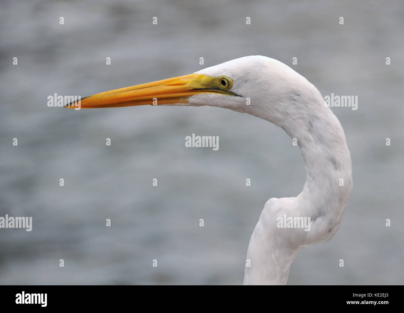 Great egret head closeup view Stock Photo - Alamy