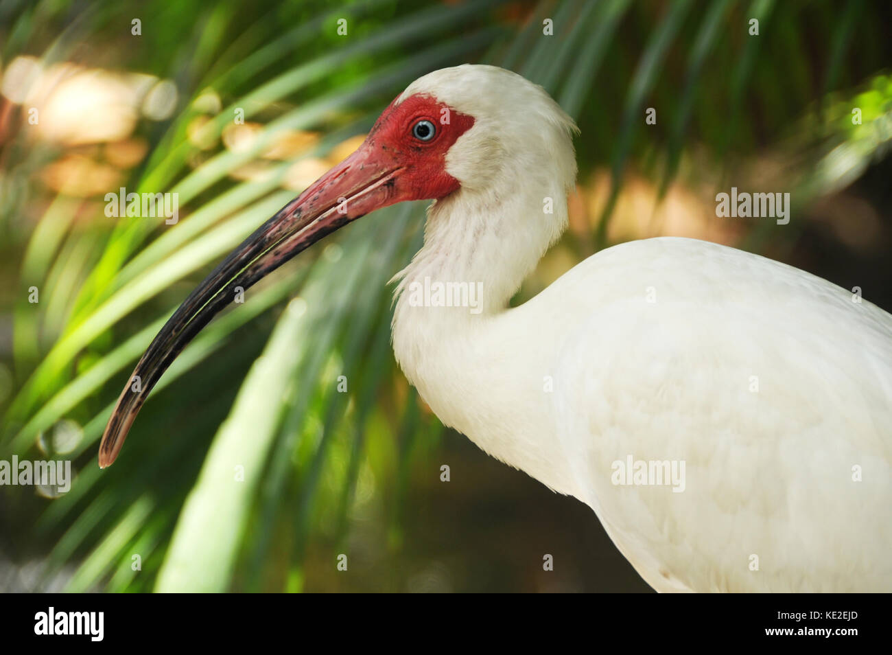 Side view of white ibis in the wild Stock Photo - Alamy