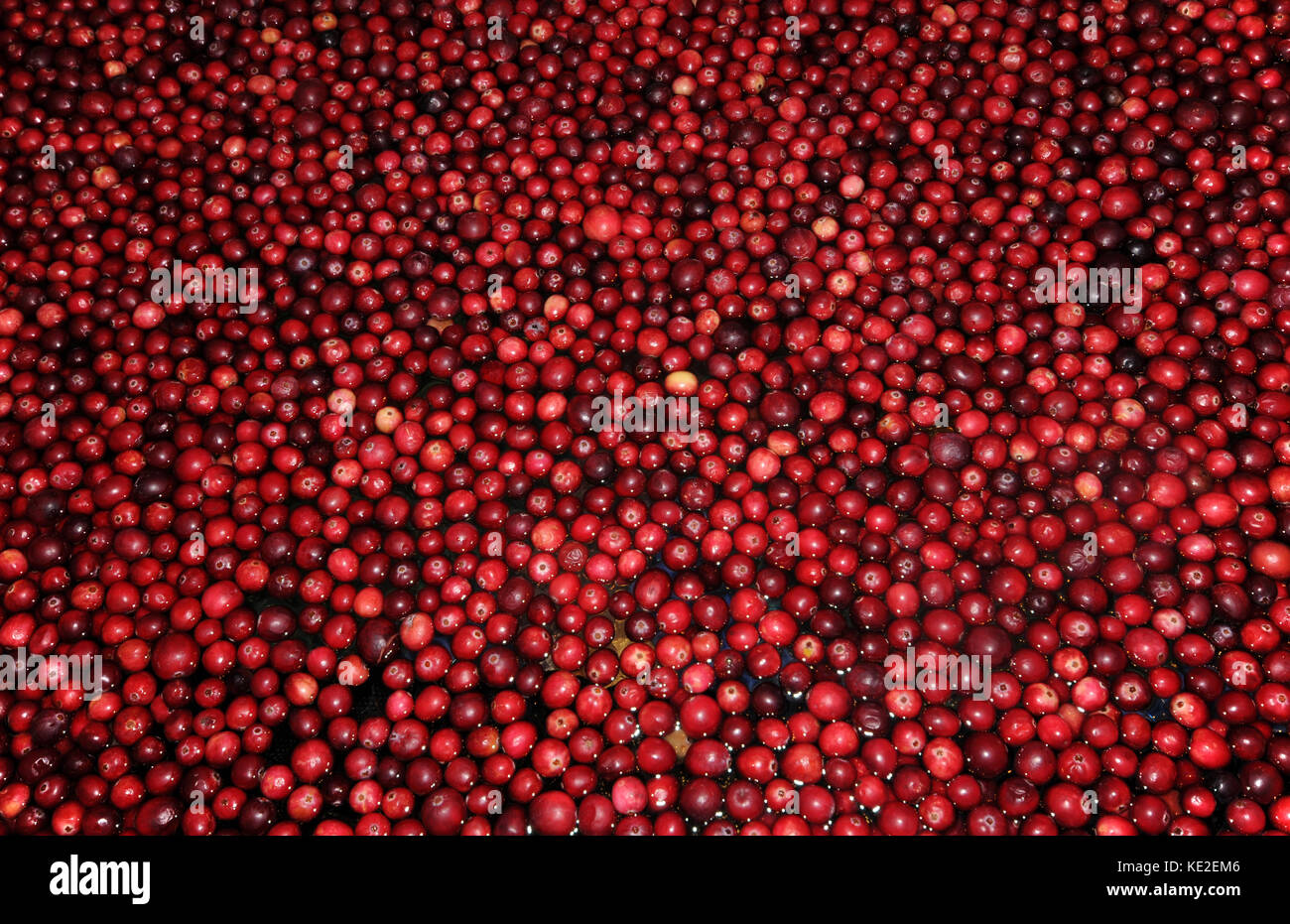 Cranberries floating hi-res stock photography and images - Alamy