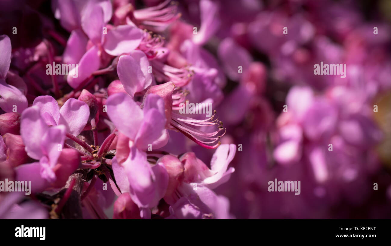 Cercis siliquastrum judas tree flower hi-res stock photography and ...