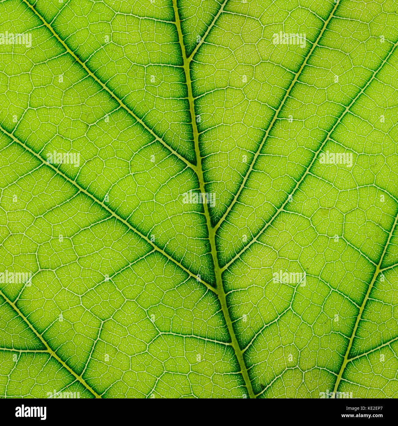 fresh leaf of plant close up Stock Photo - Alamy
