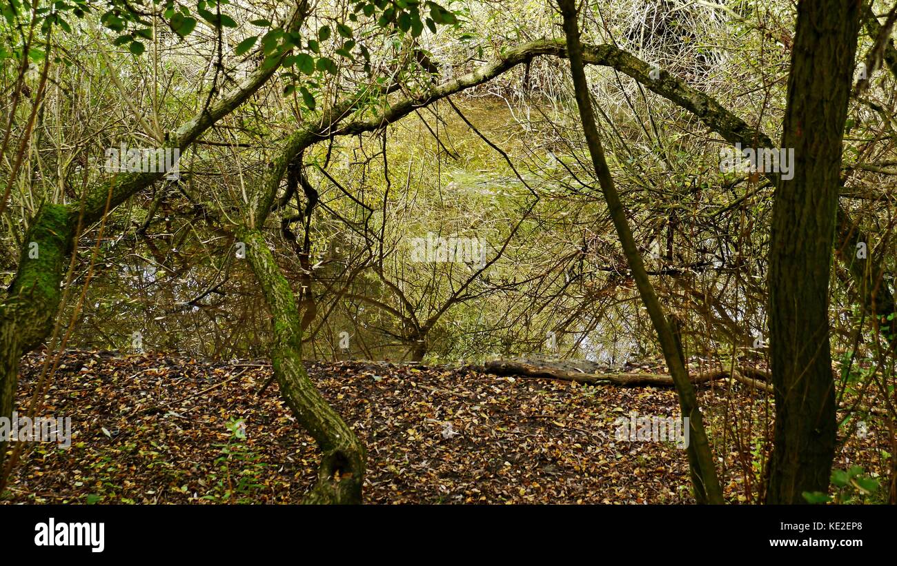 Trees on a nature reserve on an island on the river thames in surrey ...