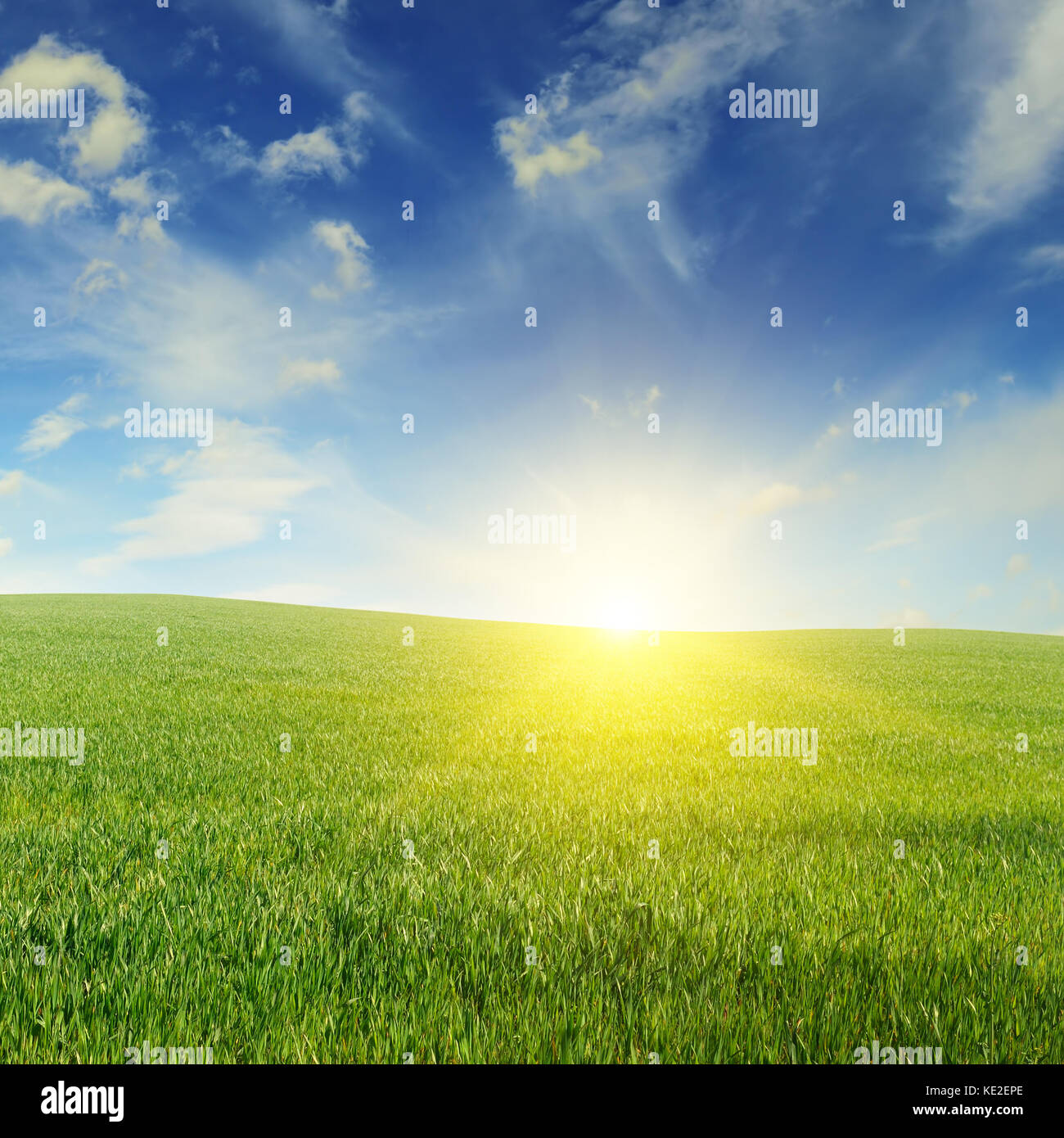Beautiful sunset on green field Stock Photo - Alamy