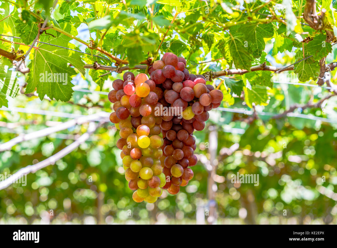Ripe red grape harvest Stock Photo - Alamy