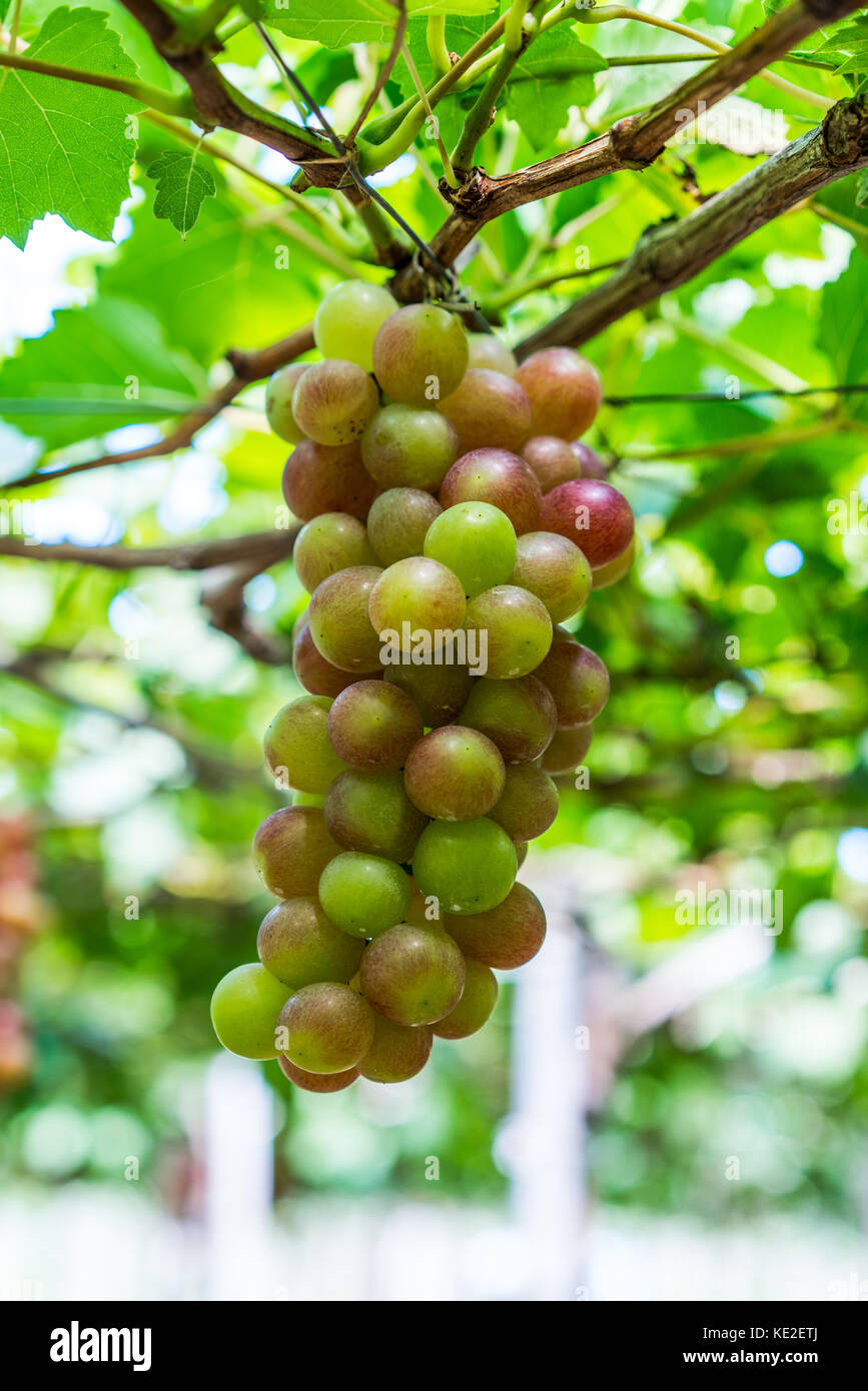 Red grape fruit tree hi-res stock photography and images - Alamy