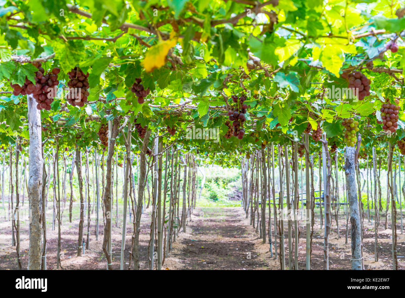 Red Grape Fruit Tree High Resolution Stock Photography and Images - Alamy
