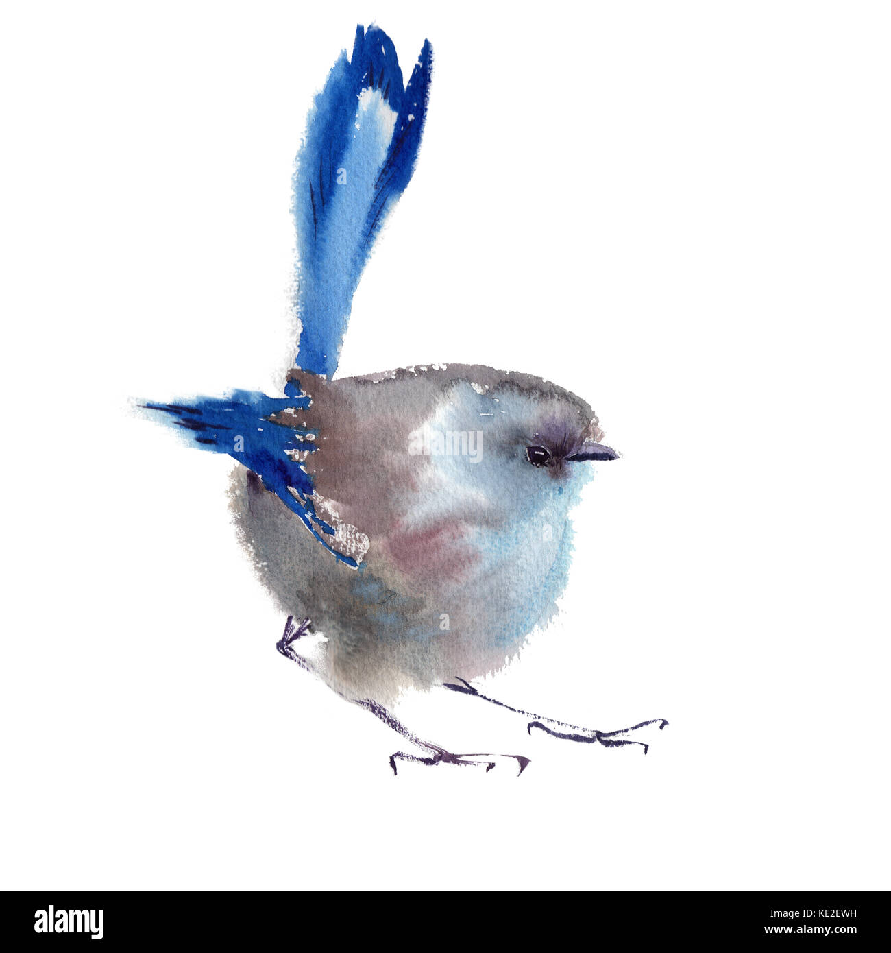 Winter fluffy soft bird hand drawn watercolor Stock Photo - Alamy
