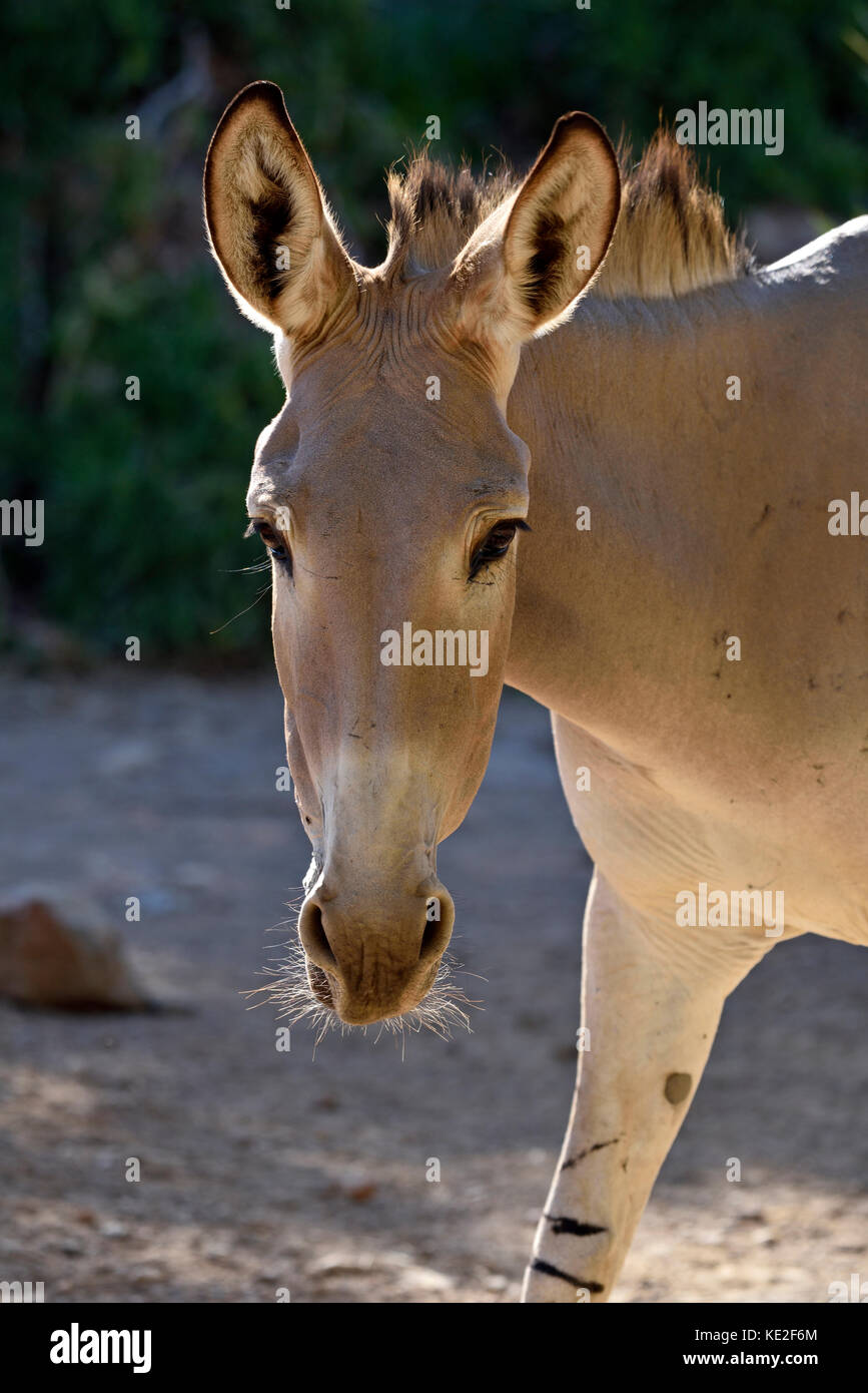 Somali Wild Ass in Attica Zoological Park, Greece Stock Photo - Alamy