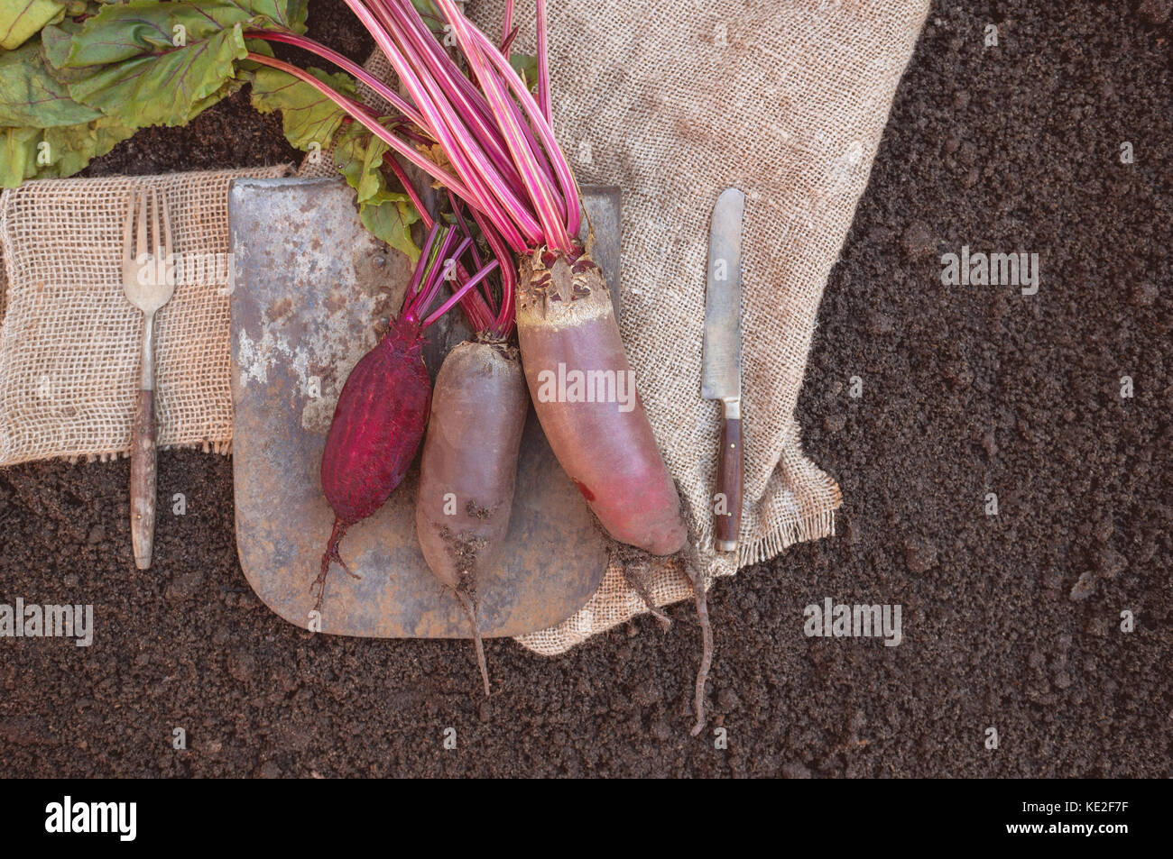 Root fabric hi-res stock photography and images - Alamy