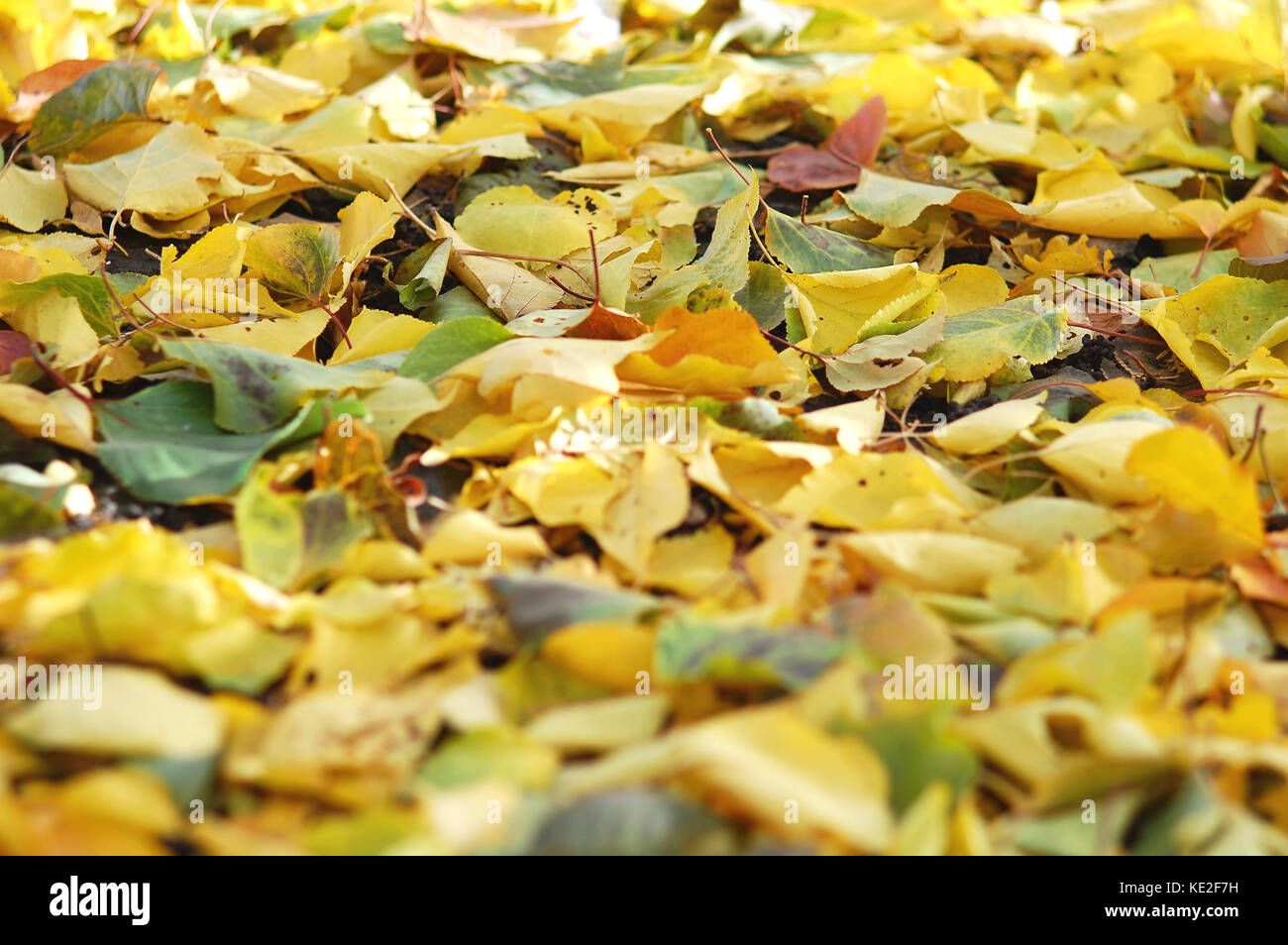 Different types fallen leaves hi-res stock photography and images - Alamy