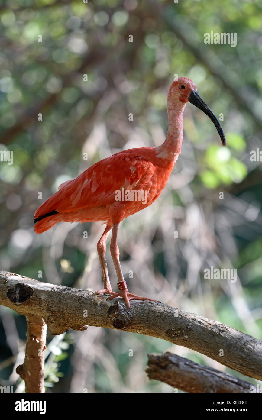 Scarlet feathered hi-res stock photography and images - Alamy