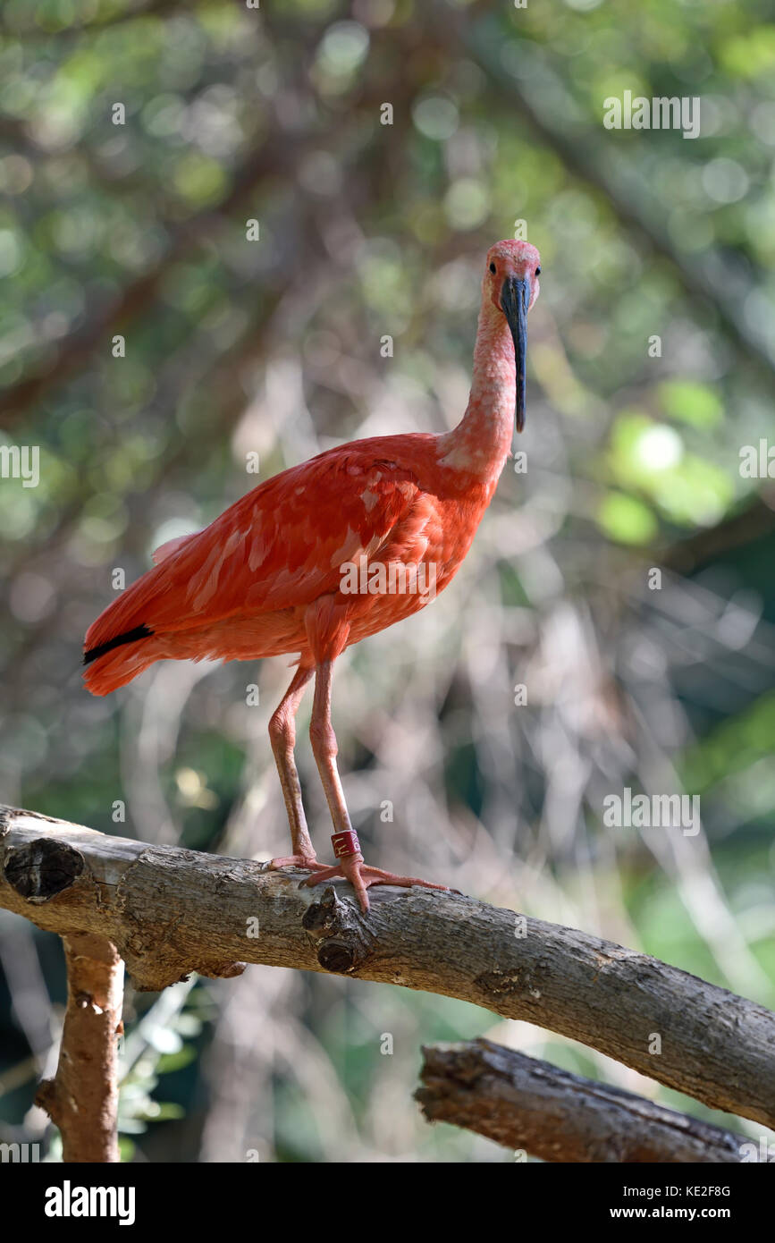 Scarlet Ibis in Attica Zoological Park, Greece Stock Photo - Alamy