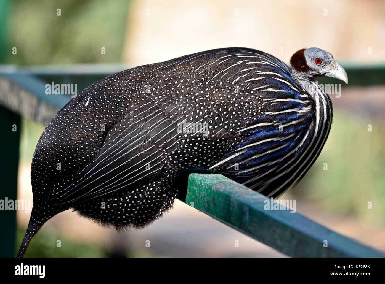 Vulturine guineafowl hi-res stock photography and images - Alamy