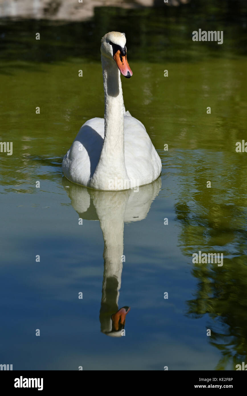 Swan lake in greece hi-res stock photography and images - Alamy