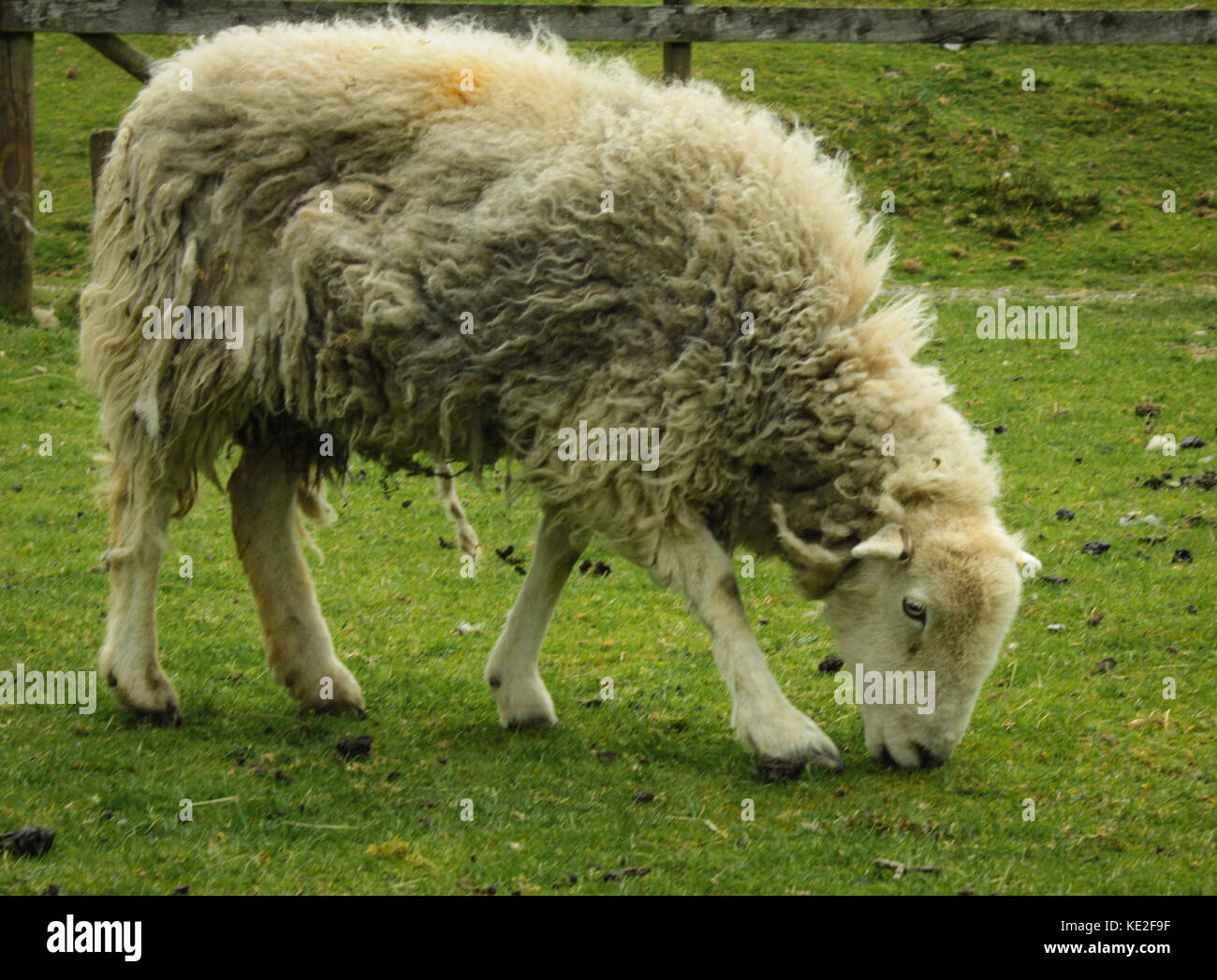 Mutton lake district hi-res stock photography and images - Alamy