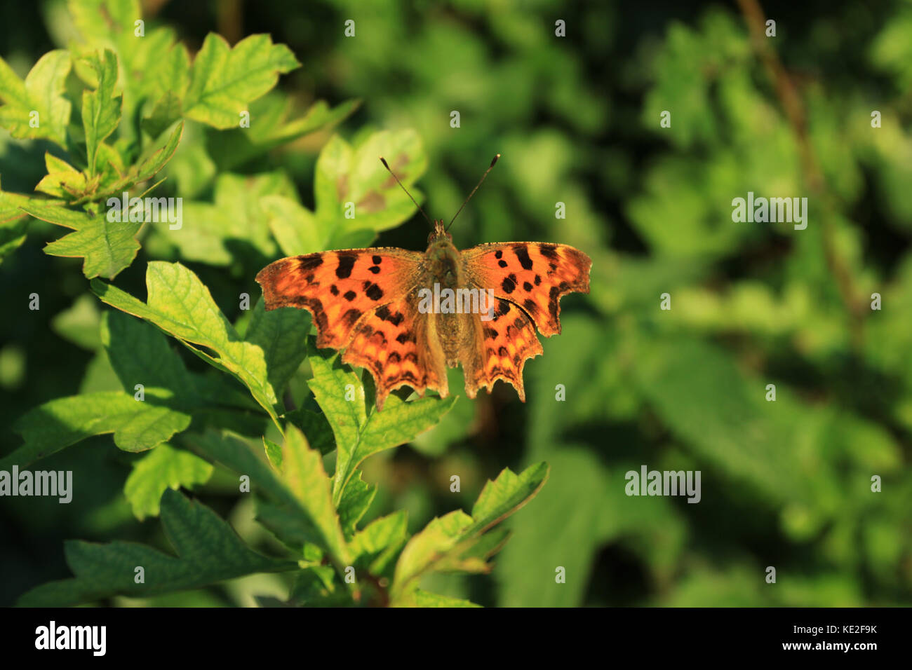 Comma butterfly female hi-res stock photography and images - Alamy