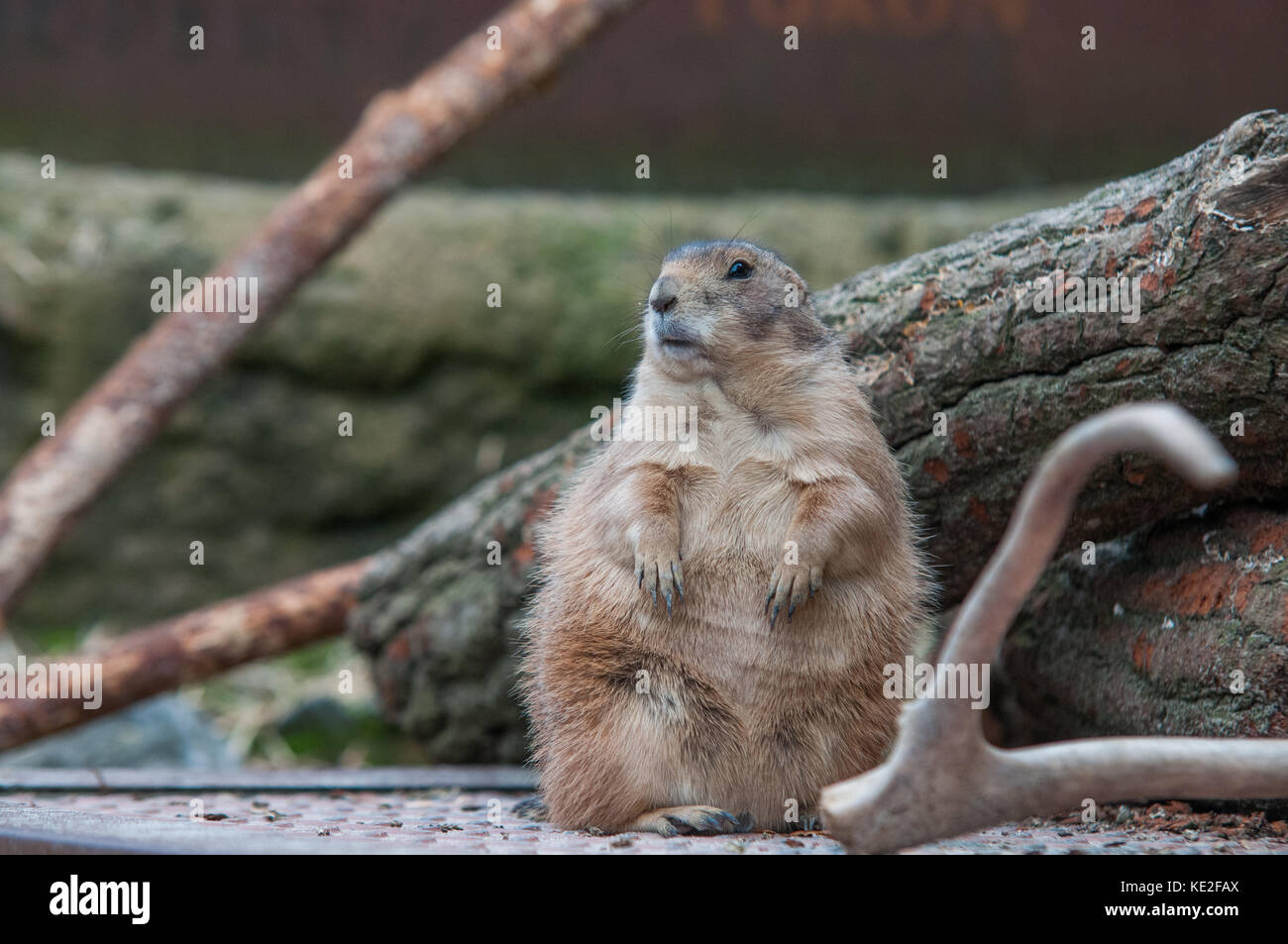 Gopher rodent hi-res stock photography and images - Alamy