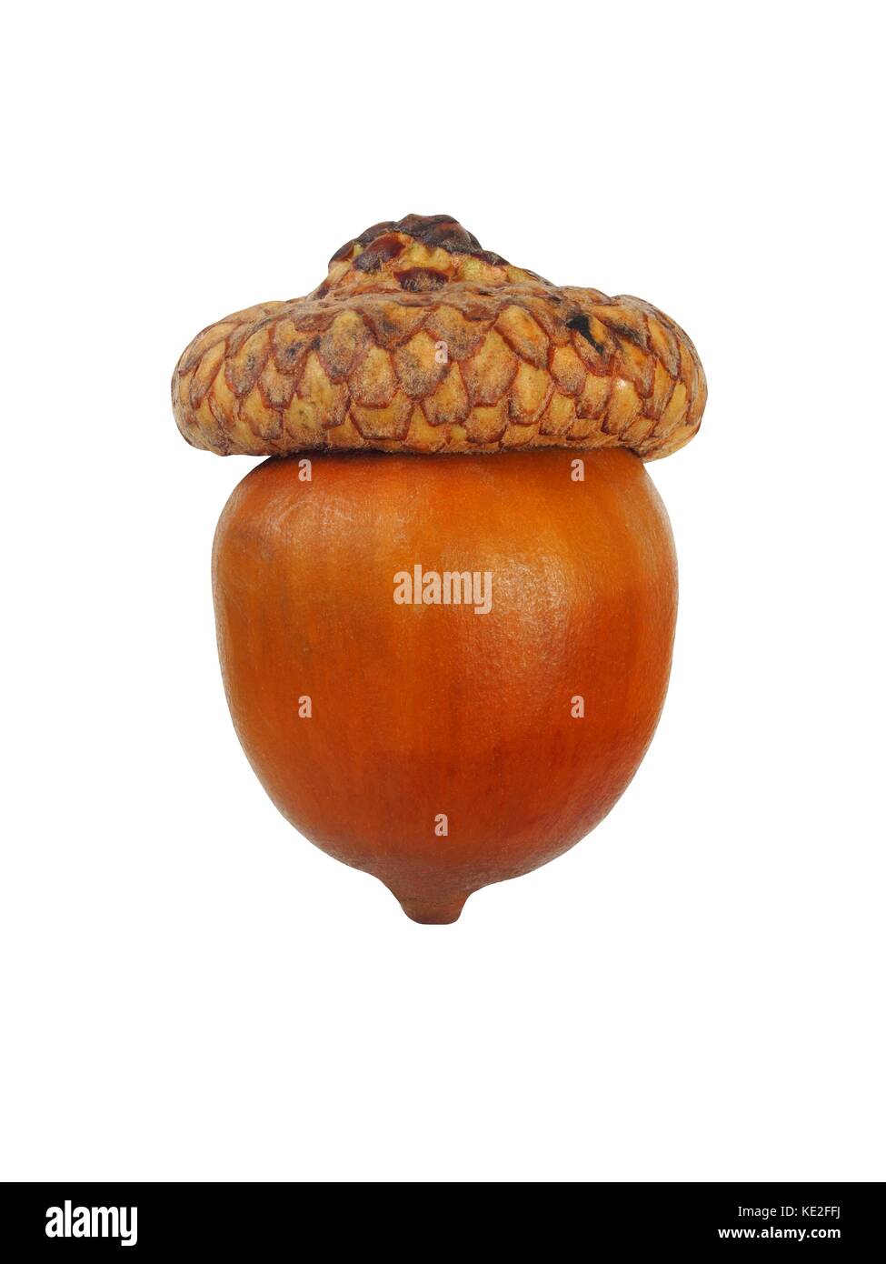 Brown acorn isolated on white background Stock Photo - Alamy
