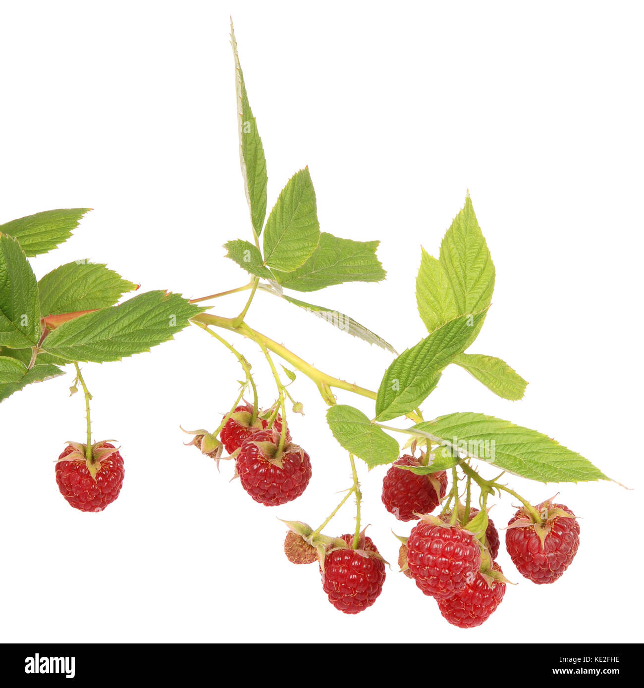 Branch of raspberries on white background Stock Photo - Alamy