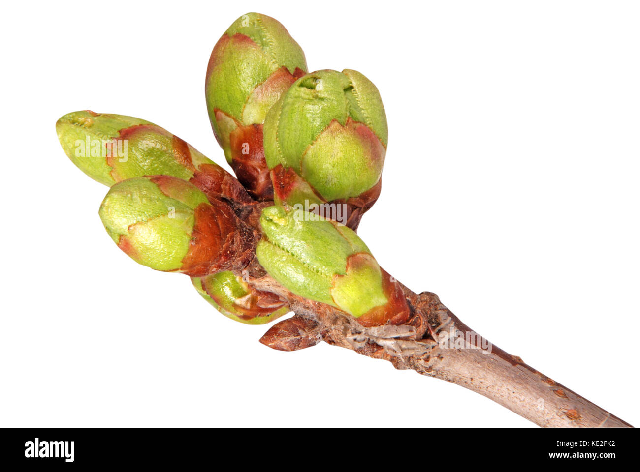 Cherry buds on white. Clipping path included Stock Photo - Alamy