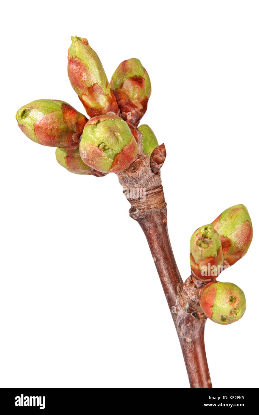 Cherry buds on white. Clipping path included Stock Photo - Alamy