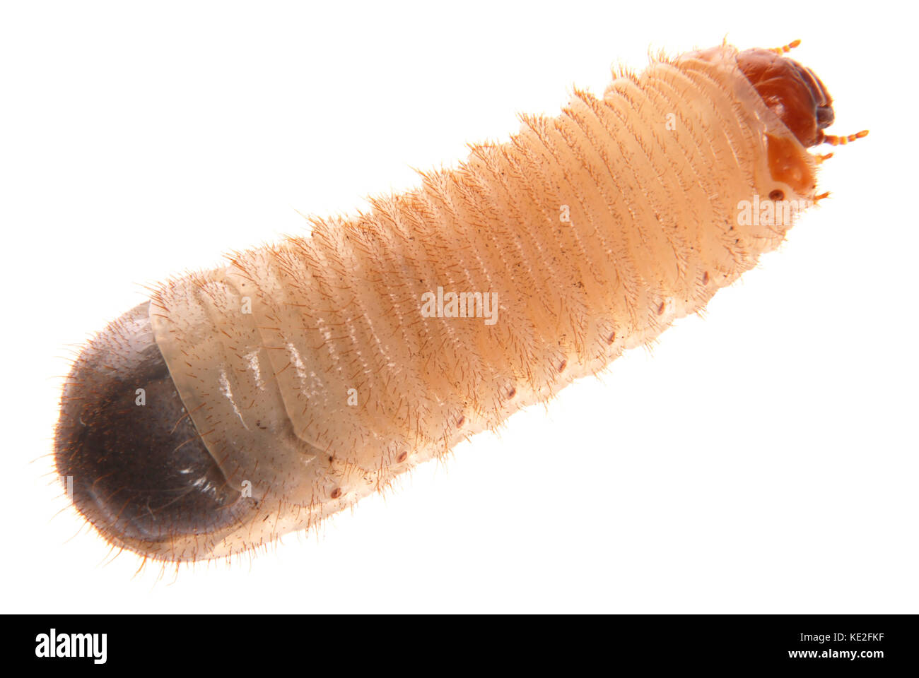 Larva of cockchafer. May-bug larva isolated on white Stock Photo - Alamy