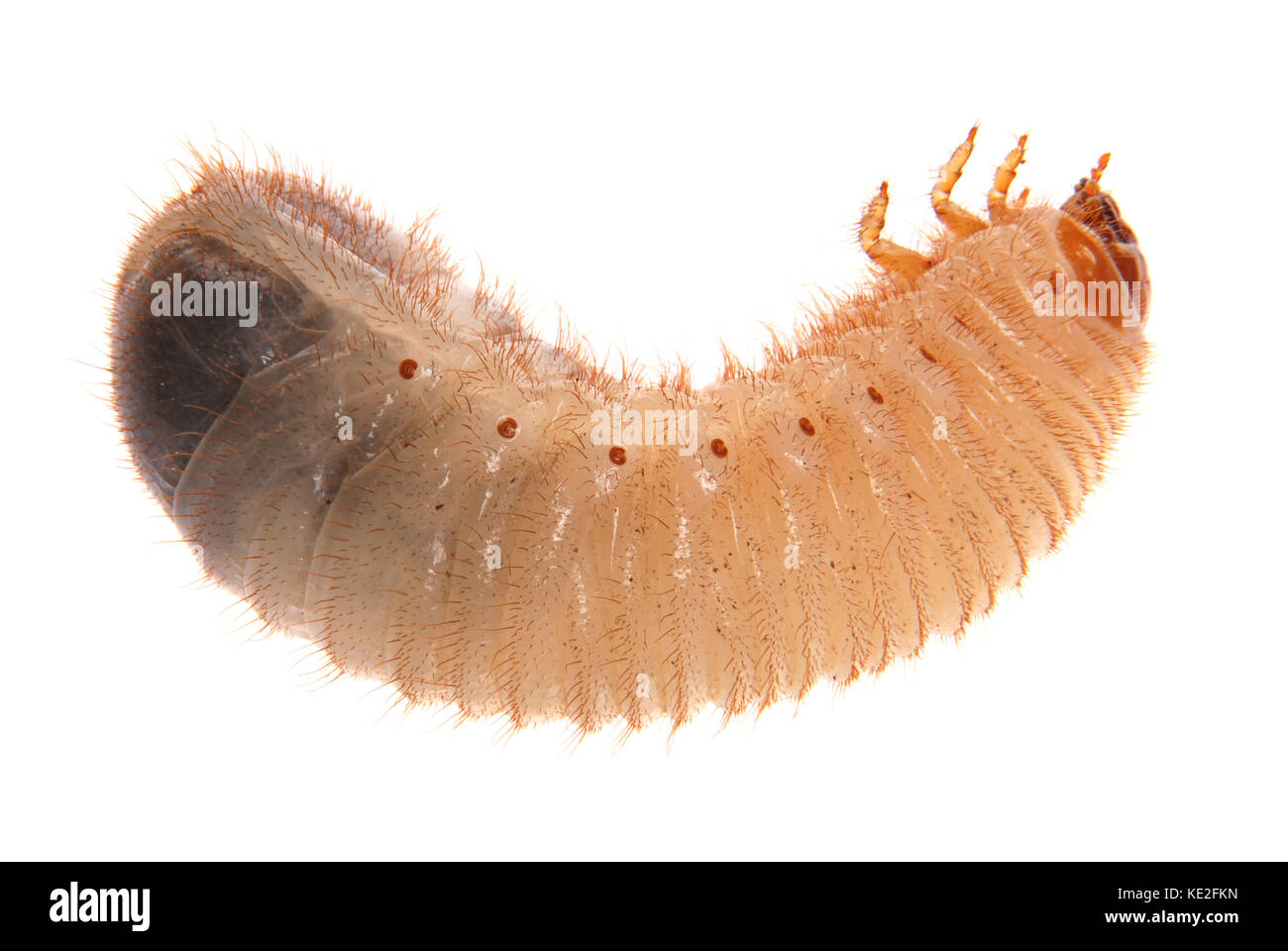 Larva of cockchafer. May-bug larva isolated on white Stock Photo - Alamy